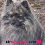 Colores del Pomerania - Hay más de 20! - 🐾 El Pomerania .com