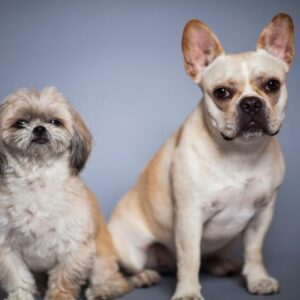 Los Perros Falderos: Compañeros Peludos y Adorables - El Pomerania .com