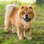 10 perros peludos adorables, razas que querrás conocer - El Pomerania .com