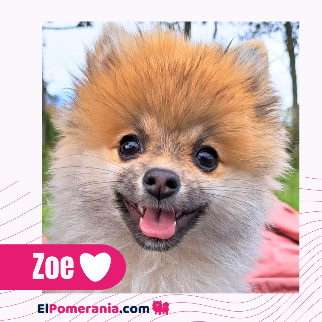 Pom del mes de mayo 2024: Zoe - El Pomerania .com