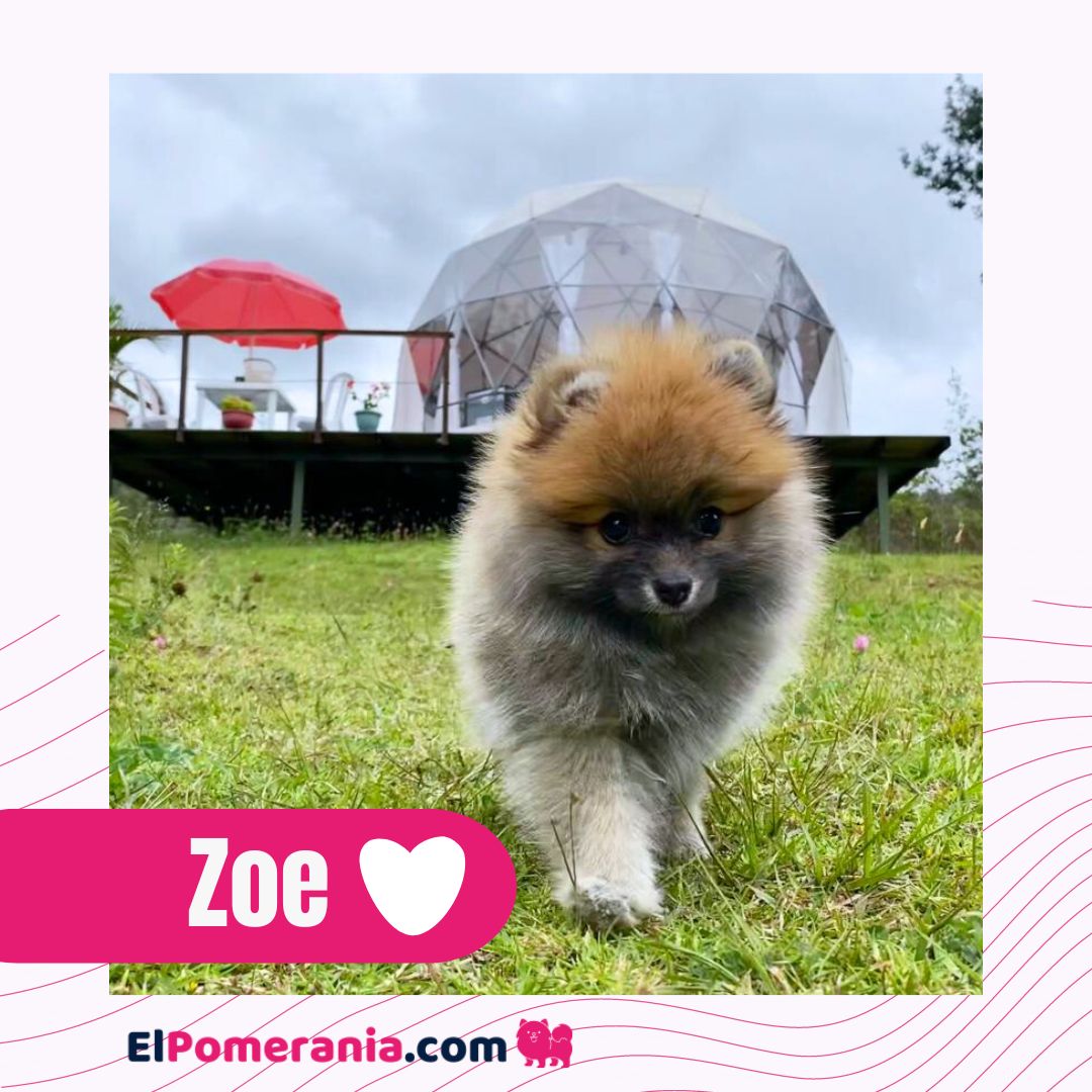 Pom del mes de mayo 2024: Zoe - El Pomerania .com